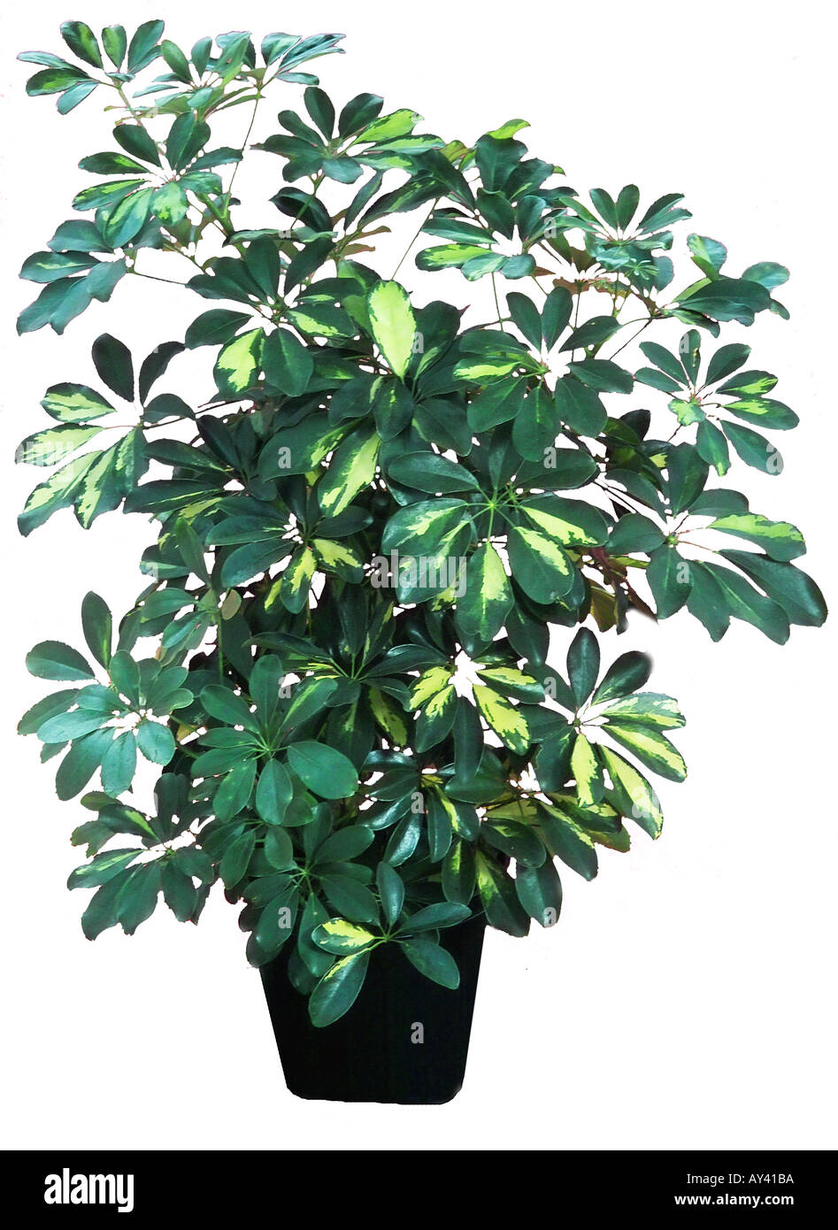 Umbrella Tree plant Stock Photo - Alamy