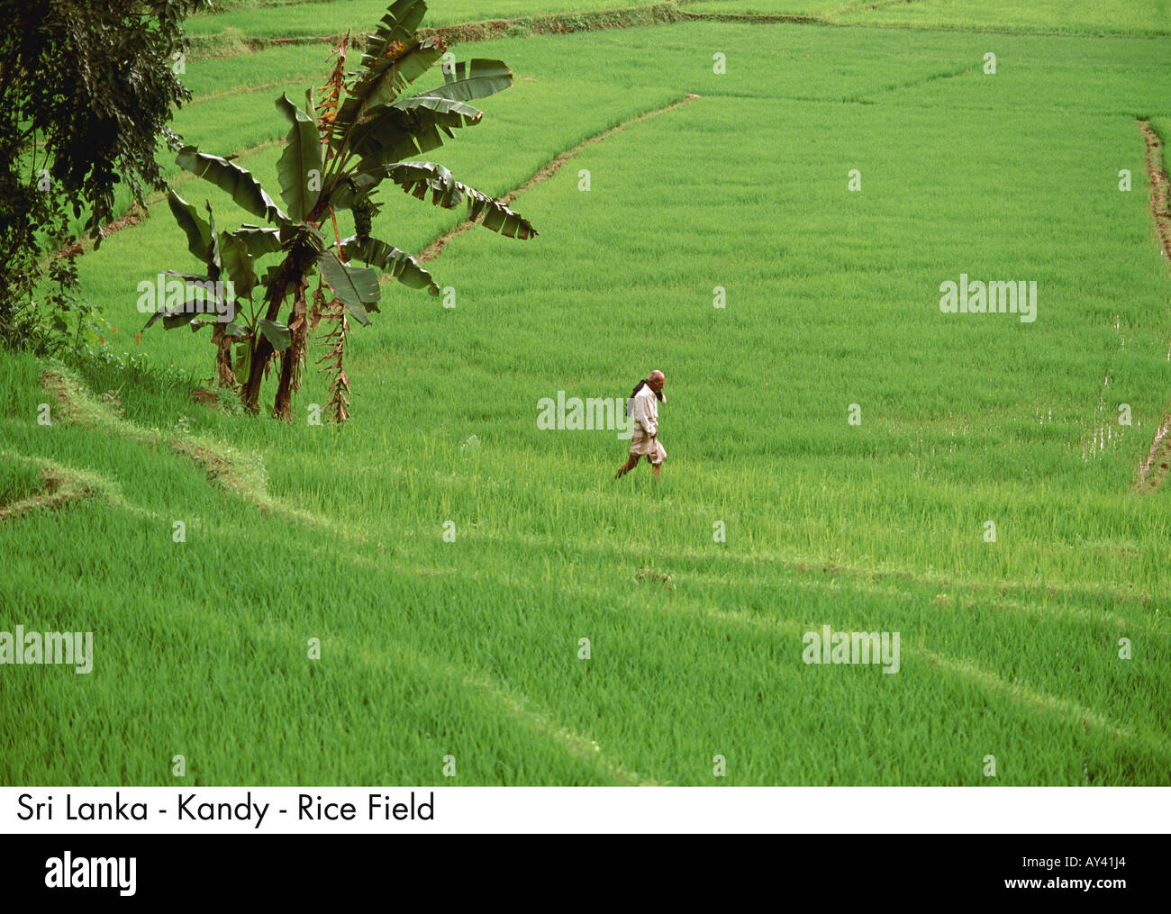 Sri Lanka Kandy Rice Field Stock Photo - Alamy
