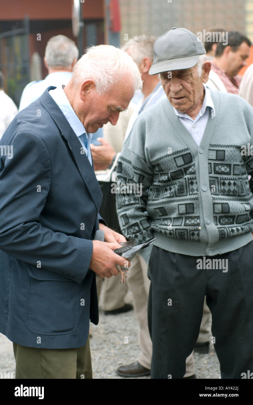 Two older Polish men examining a racing pigeon for sale in a street ...
