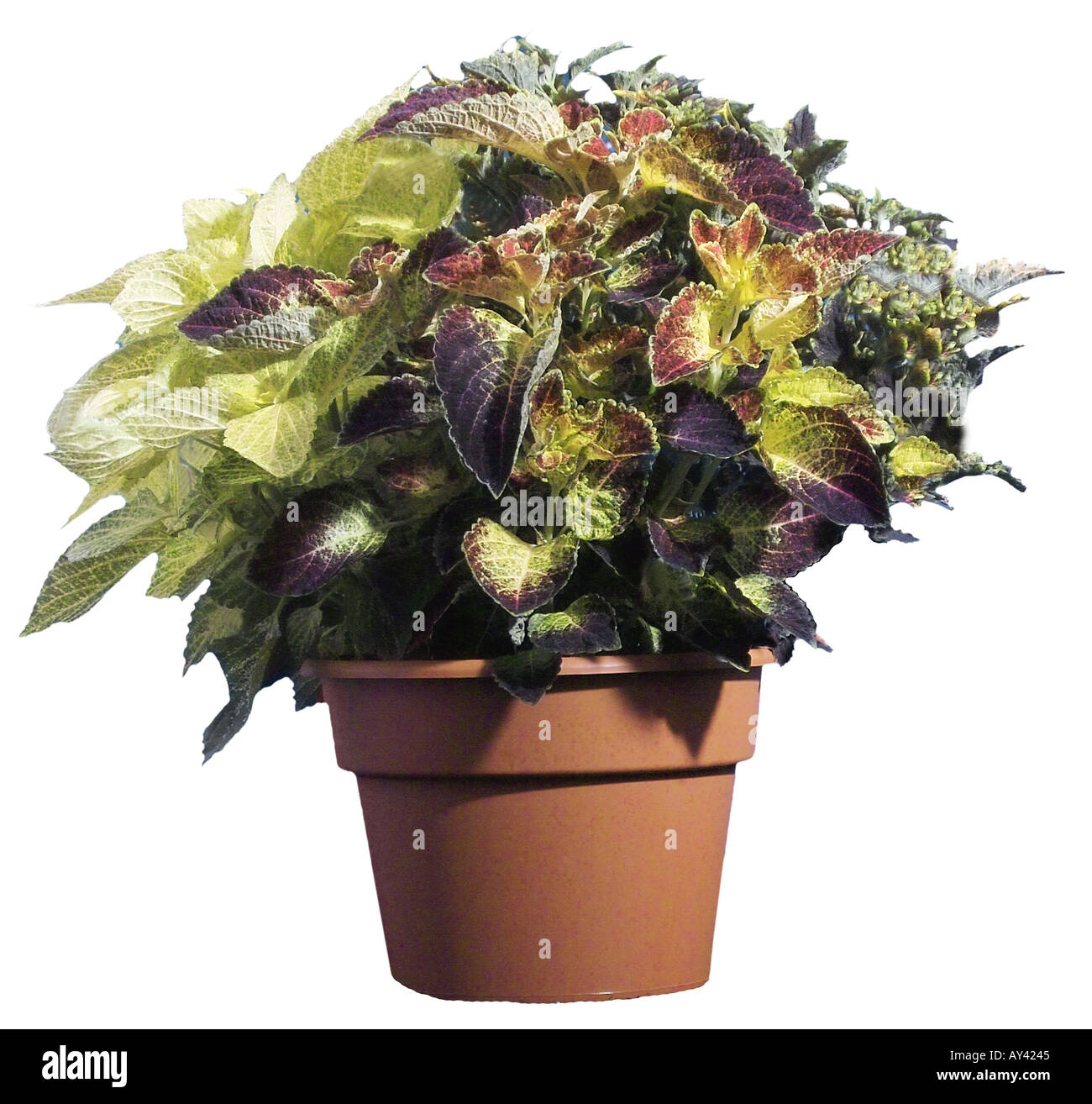 Coleus annuals lamiaceae painted nettle Cut Out Stock Images & Pictures ...
