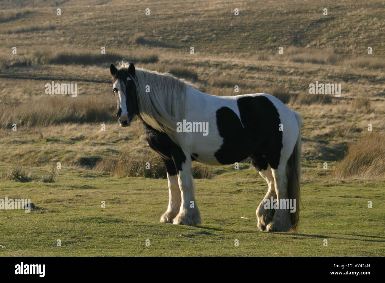 Wild Fell Pony above the Eden Valley, Cumbria, England Stock Photo - Alamy