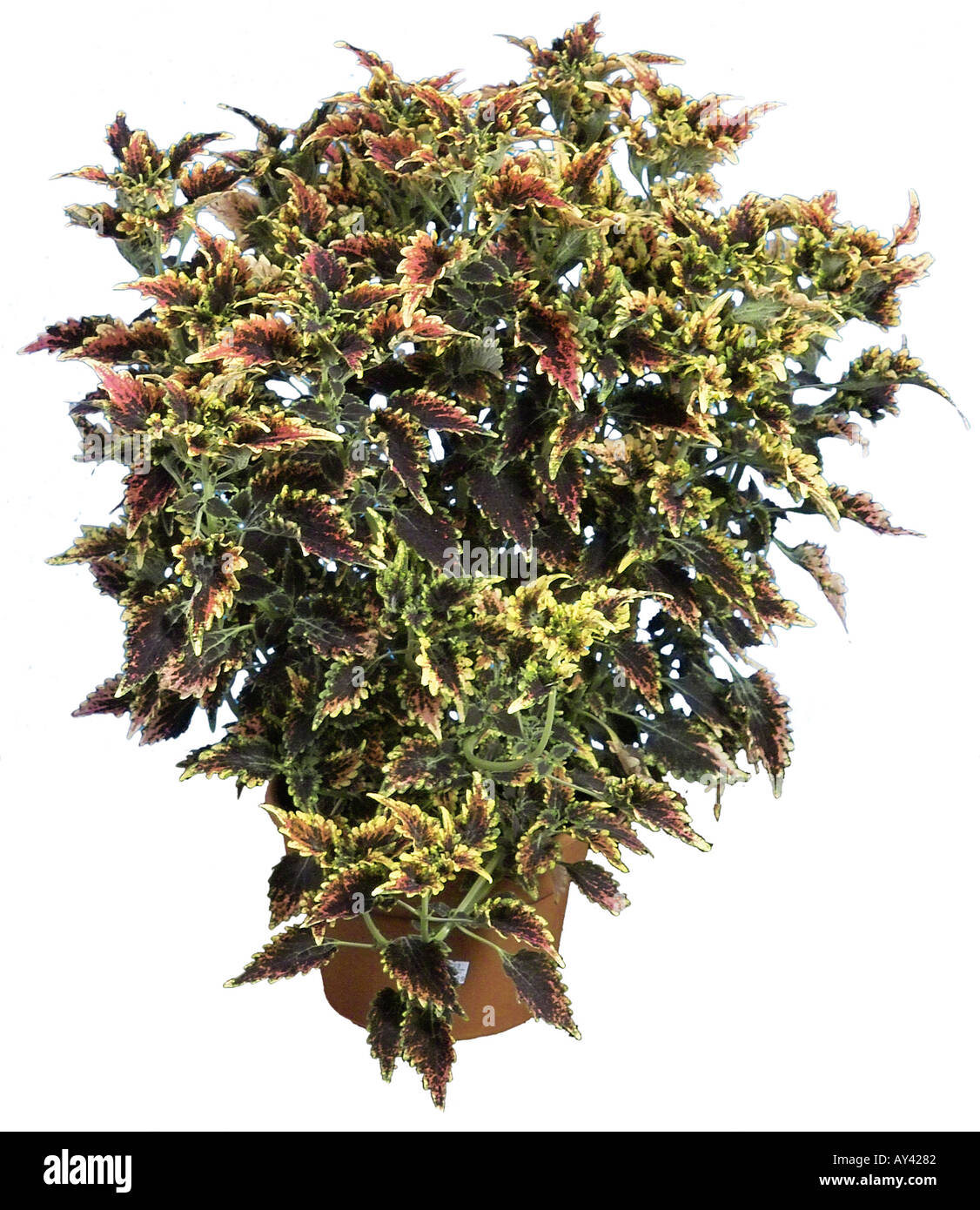 Coleus annuals lamiaceae painted nettle Cut Out Stock Images & Pictures ...
