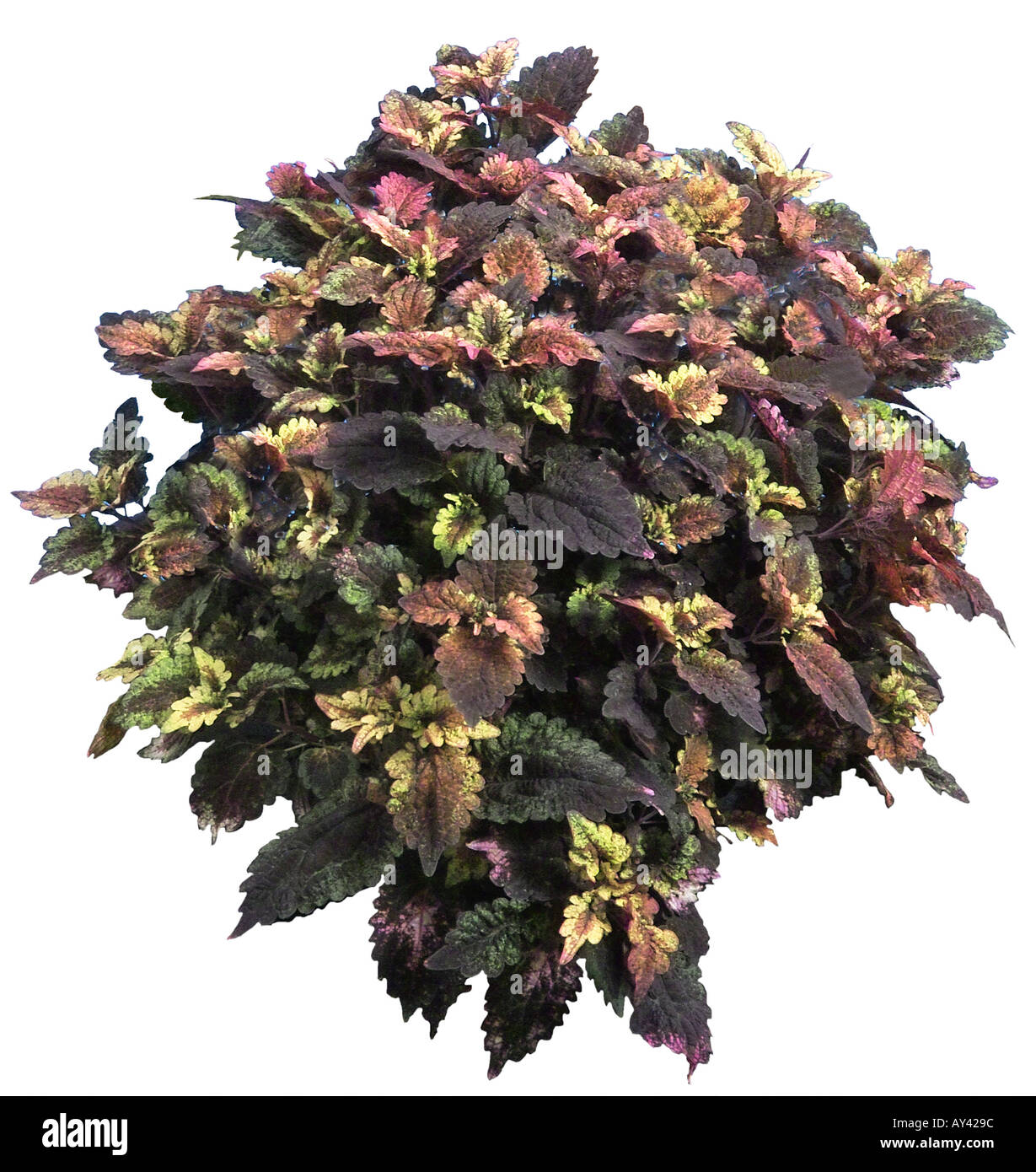 Coleus annuals lamiaceae painted nettle Cut Out Stock Images & Pictures ...