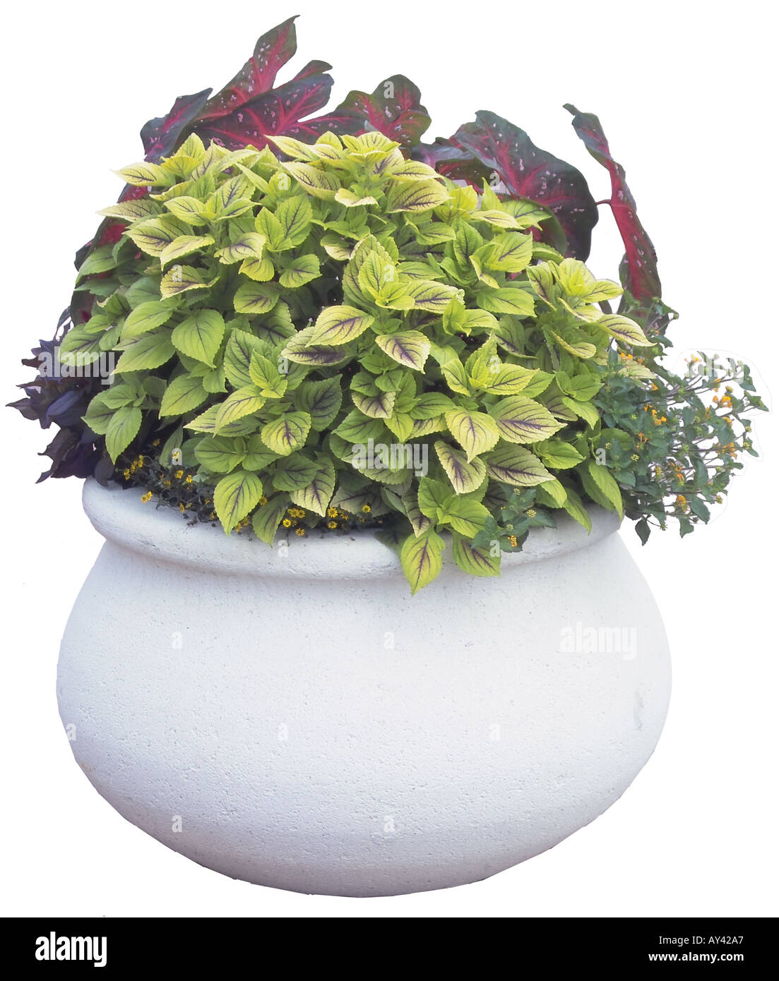 Caladium plant in pot Stock Photo - Alamy