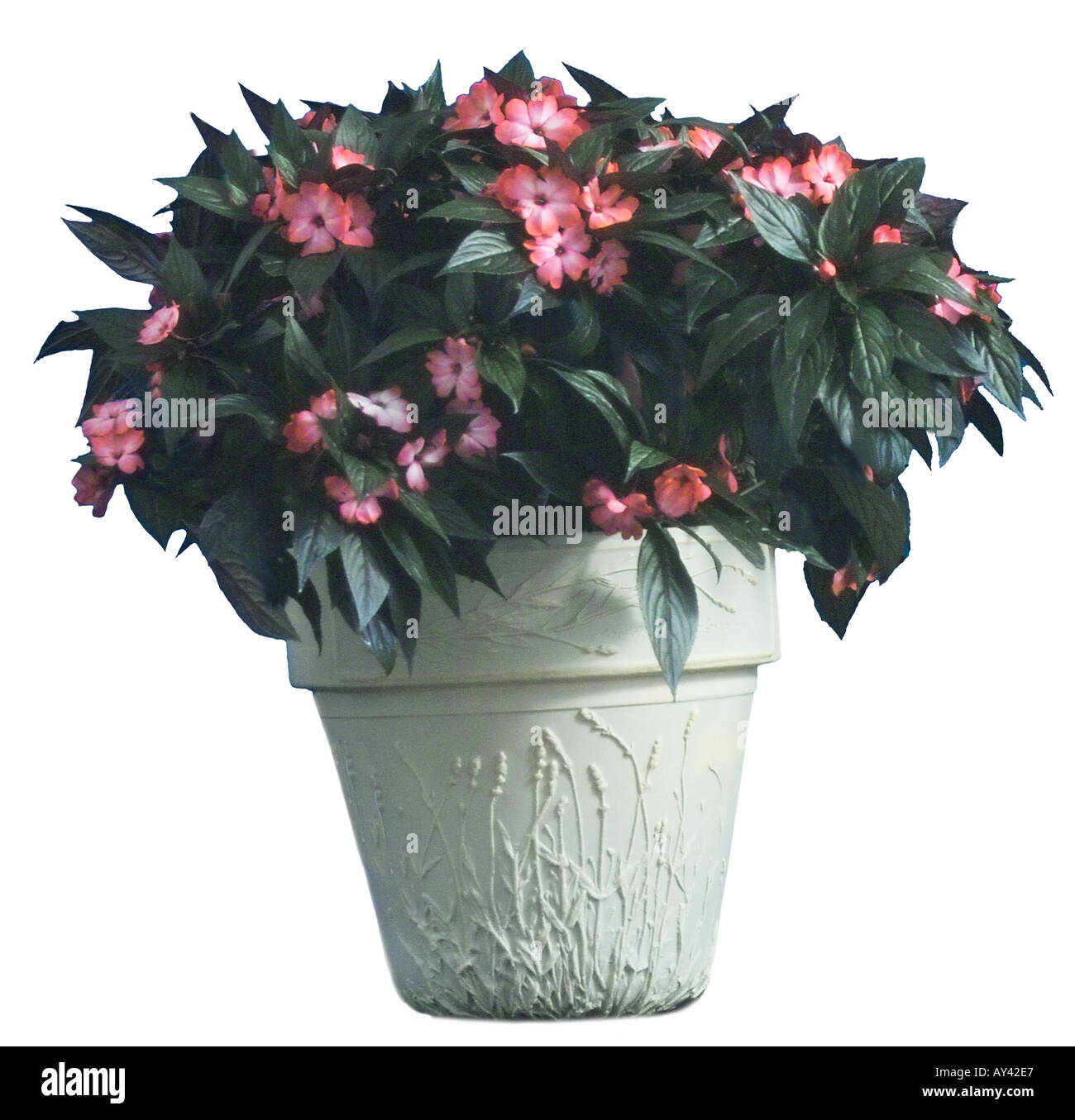 Imaptiens hi-res stock photography and images - Alamy