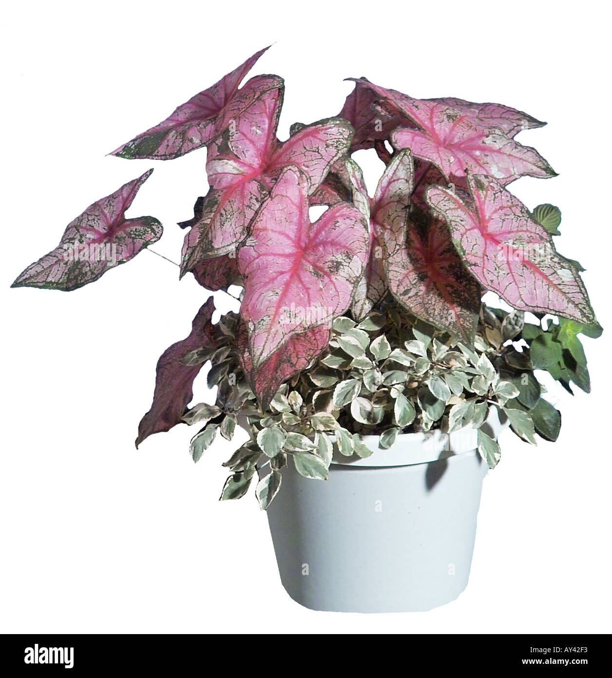 angel wings caladium bishops weed Stock Photo - Alamy