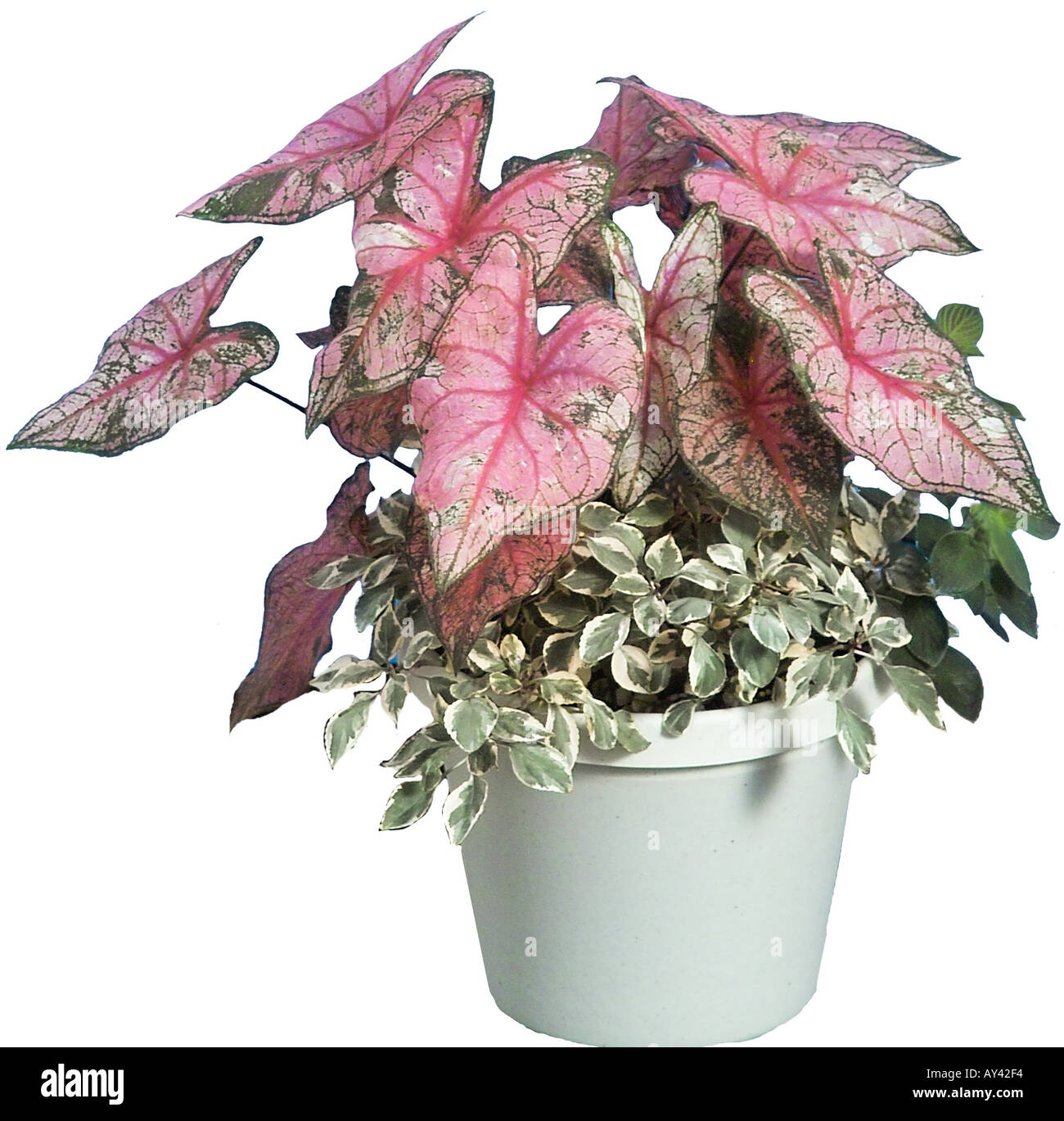 Angel wings caladium bishops weed hi-res stock photography and images ...
