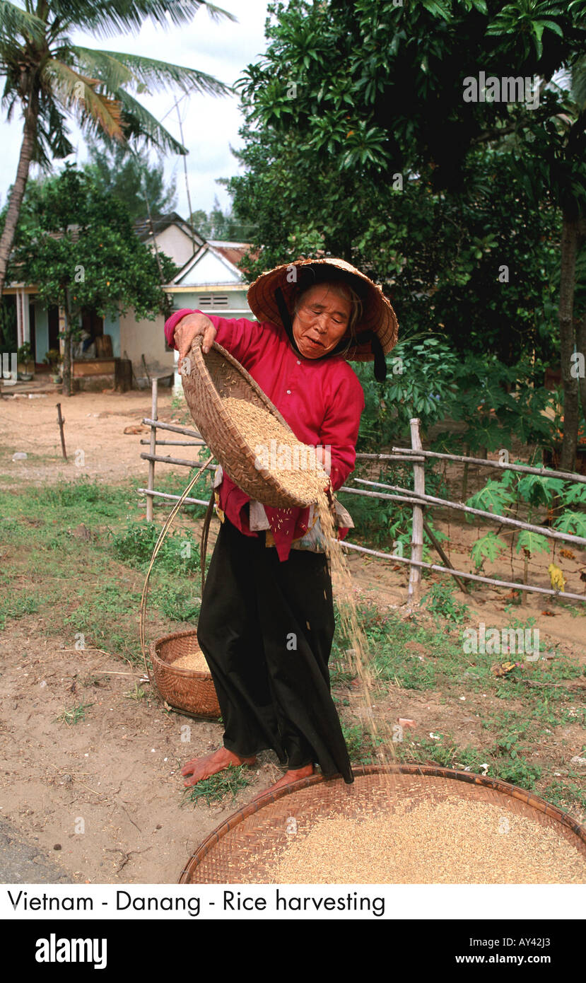 Vietnam Danang Rice harvesting Stock Photo - Alamy