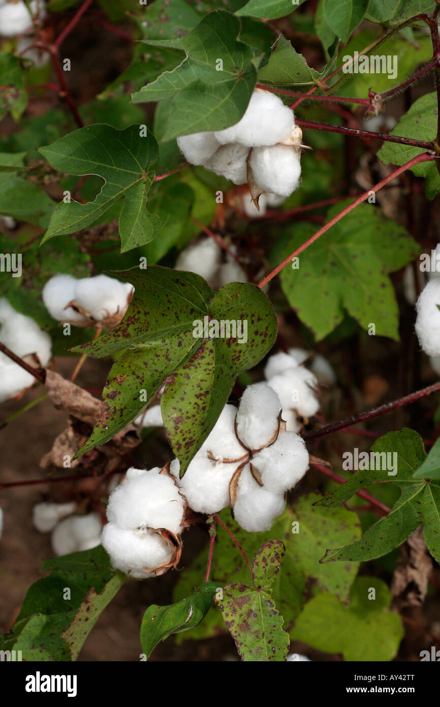 Cotton plantations hi-res stock photography and images - Alamy