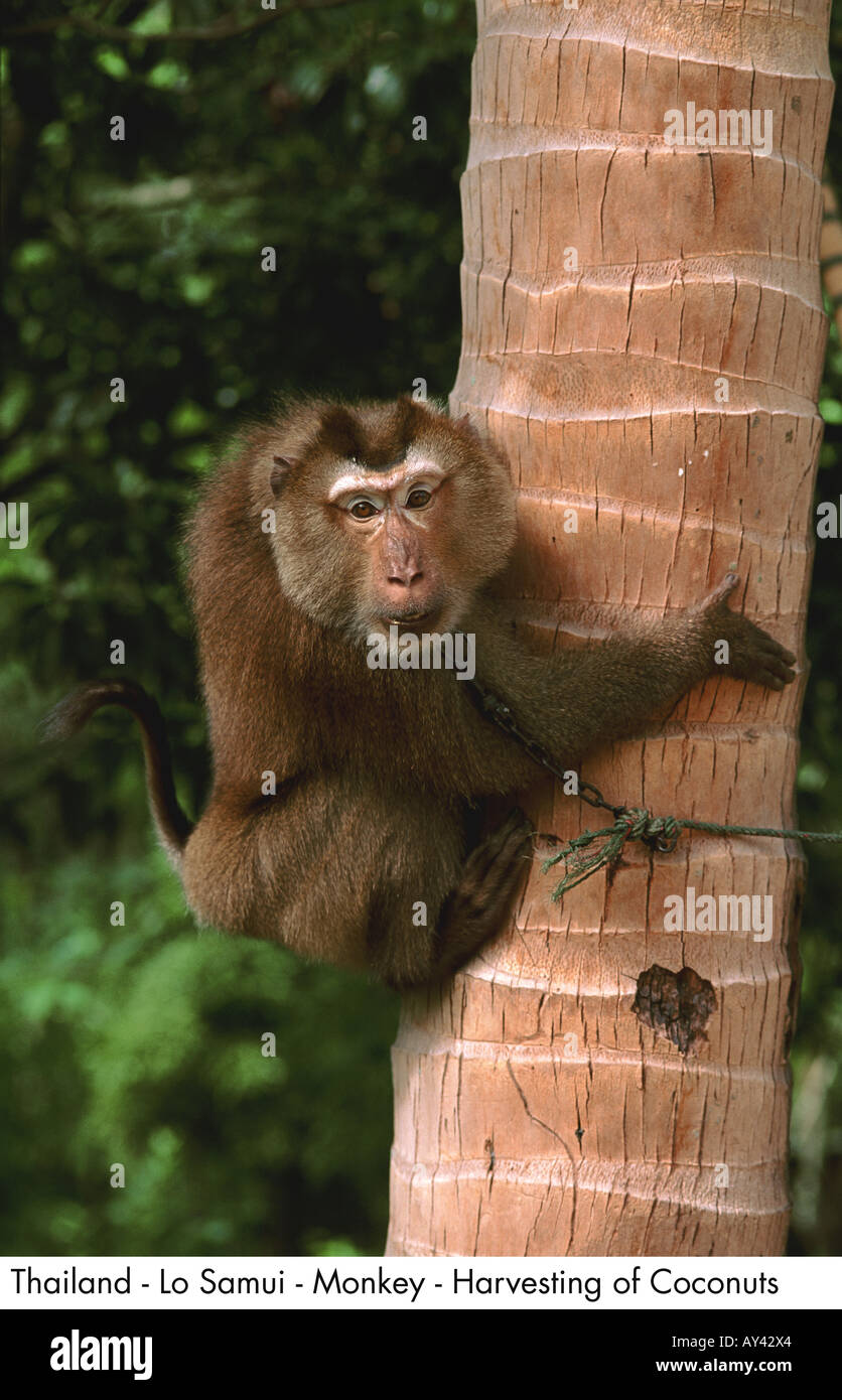 Thailand Lo Samui Monkey Harvesting of Coconuts Stock Photo - Alamy