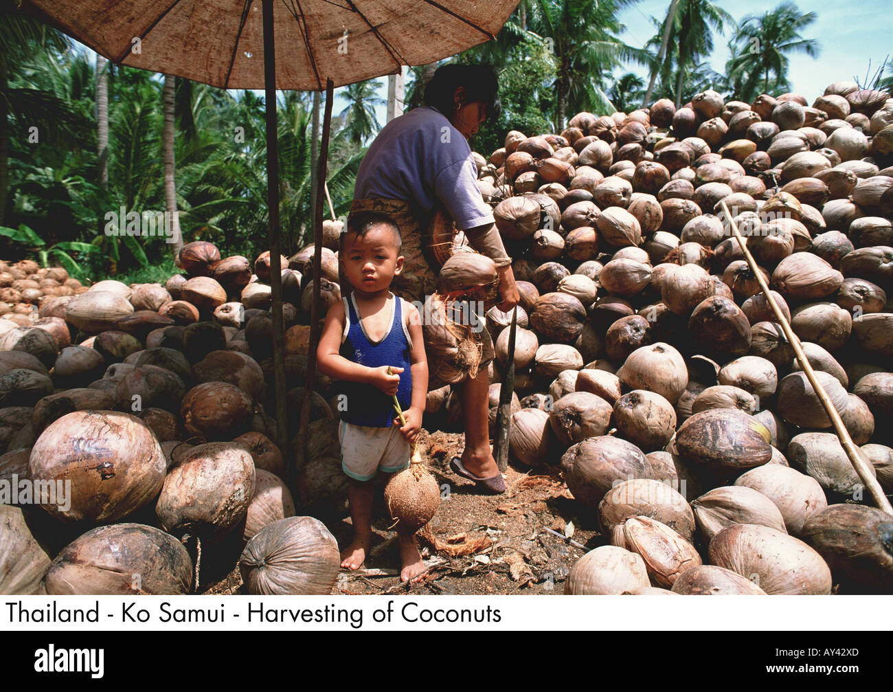 Thailand Ko Samui Harvesting of Coconuts Stock Photo - Alamy