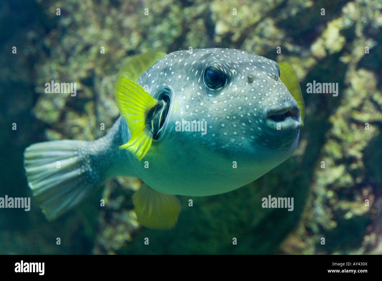 Parot fish hi-res stock photography and images - Alamy