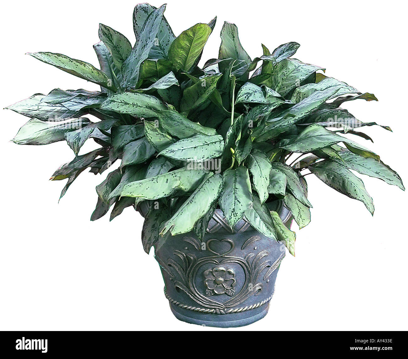 chinese evergreen amelia aglaonema commutatum houseplant Stock Photo ...