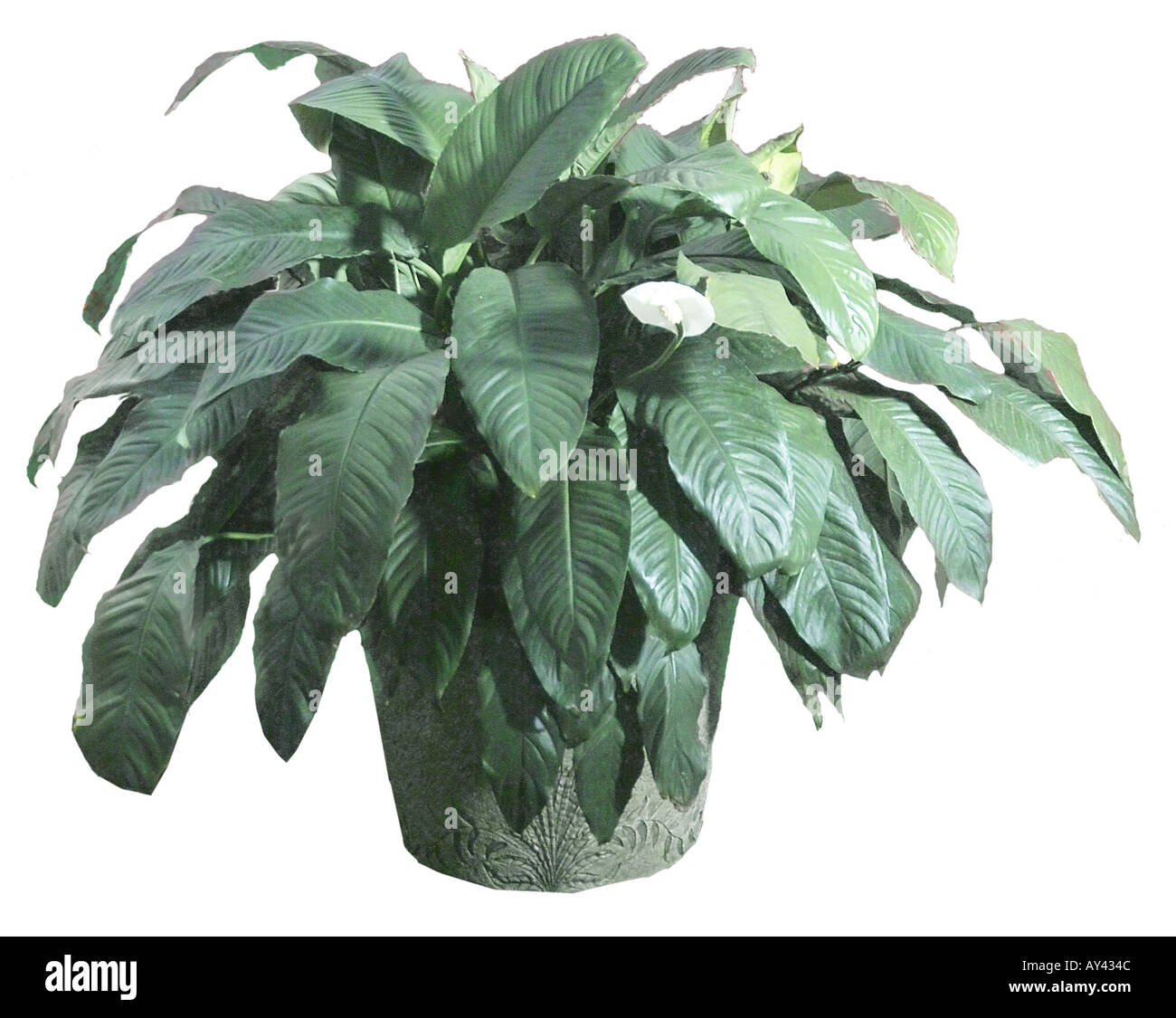 Peace lily spathiphyllum plant Cut Out Stock Images & Pictures - Alamy