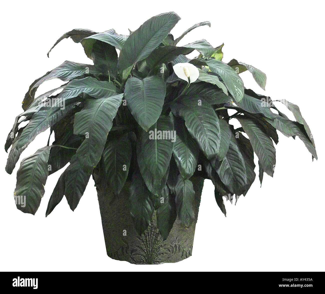 Peace lily spathiphyllum plant Cut Out Stock Images & Pictures - Alamy