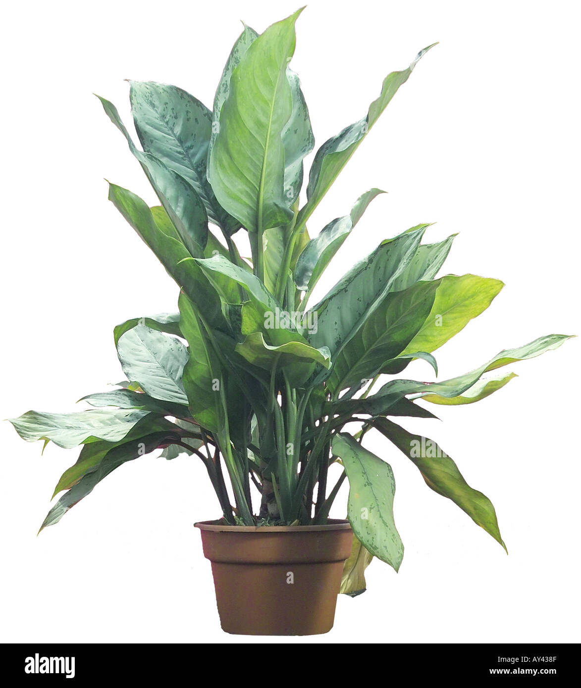 Chinese evergreen amelia aglaonema commutatum Stock Photo - Alamy