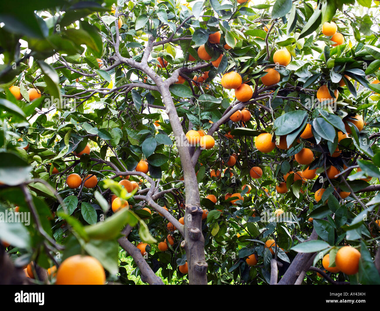 orange tree at Costa Dorado,Spain Stock Photo - Alamy