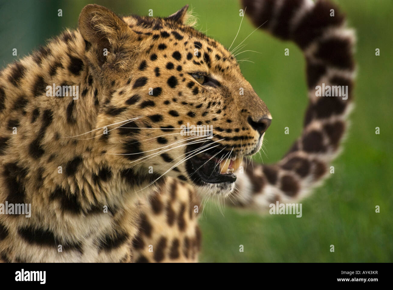 Male Amur Leopard resident at the Wildlife Heritage Foundation. One of ...