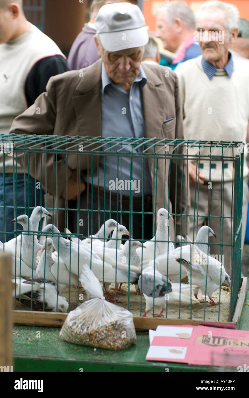 White racing pigeons doves sale hi-res stock photography and images - Alamy