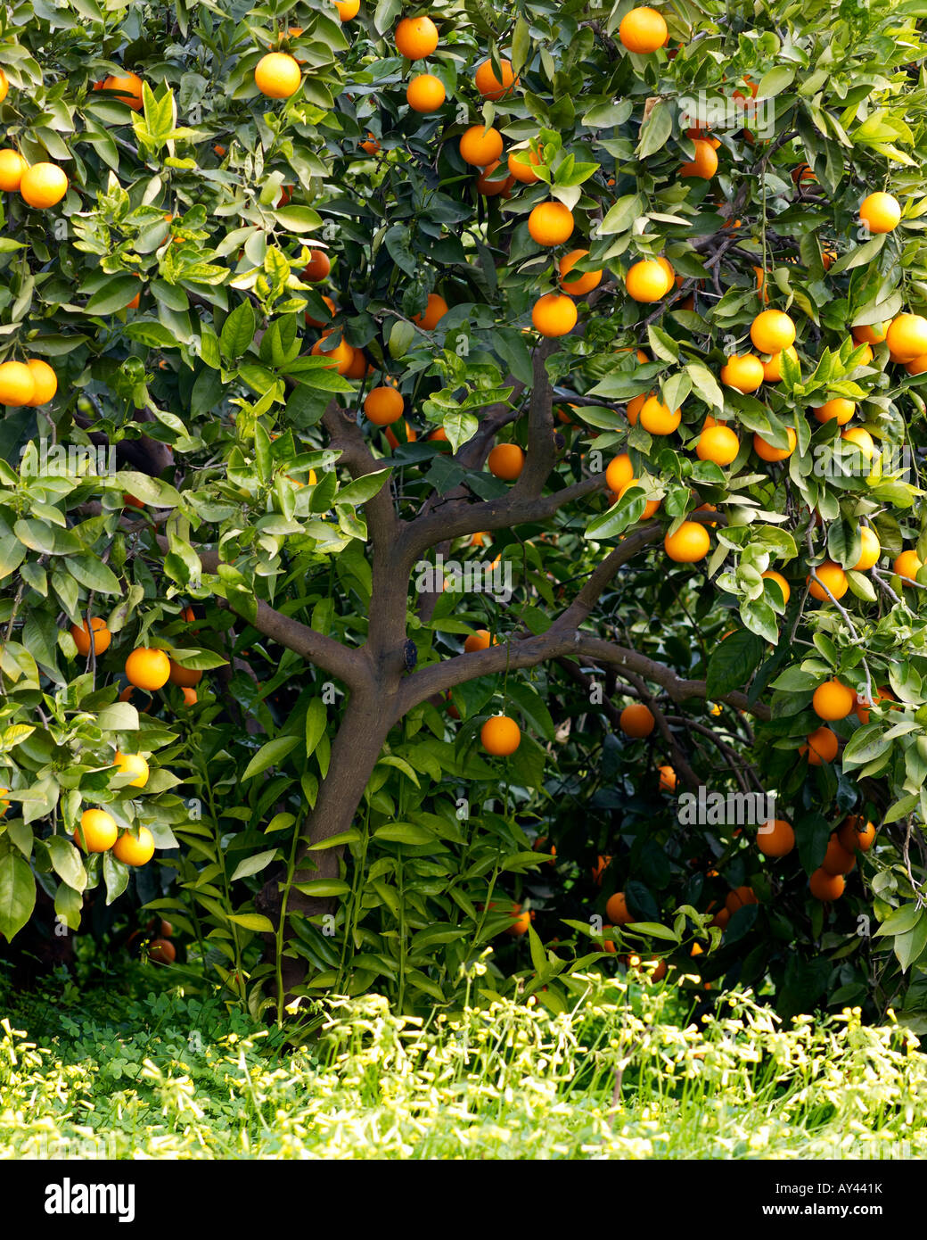 orange tree at Costa Dorado,Spain Stock Photo - Alamy