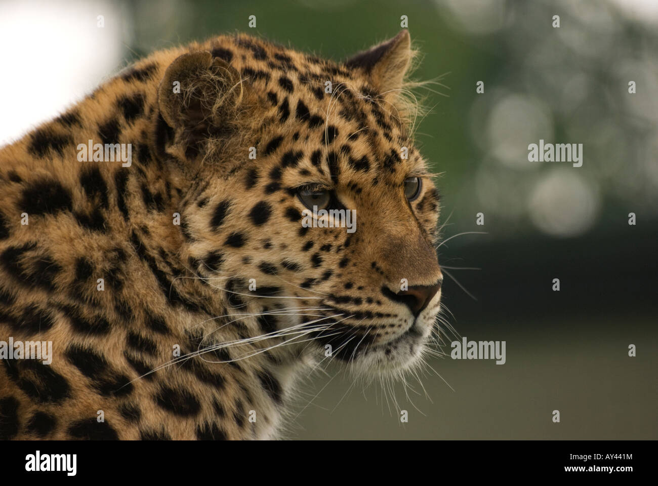 Female Amur Leopard resident at the Wildlife Heritage Foundation. One ...