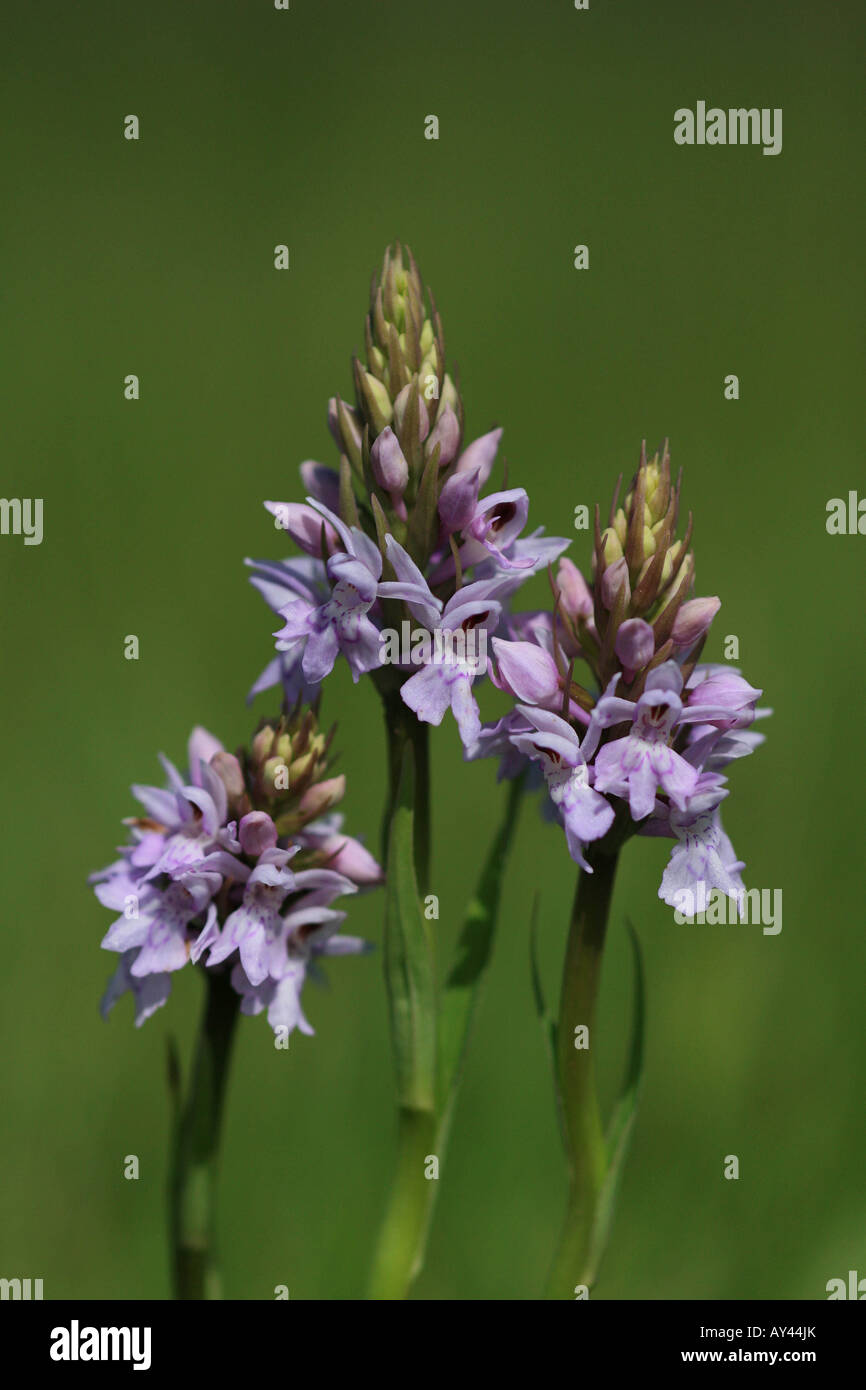 Three Common Spotted-orchid flower stalks Stock Photo - Alamy