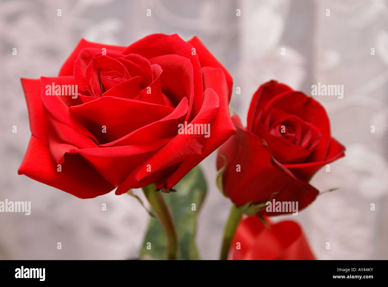 Alternating rose hi-res stock photography and images - Alamy