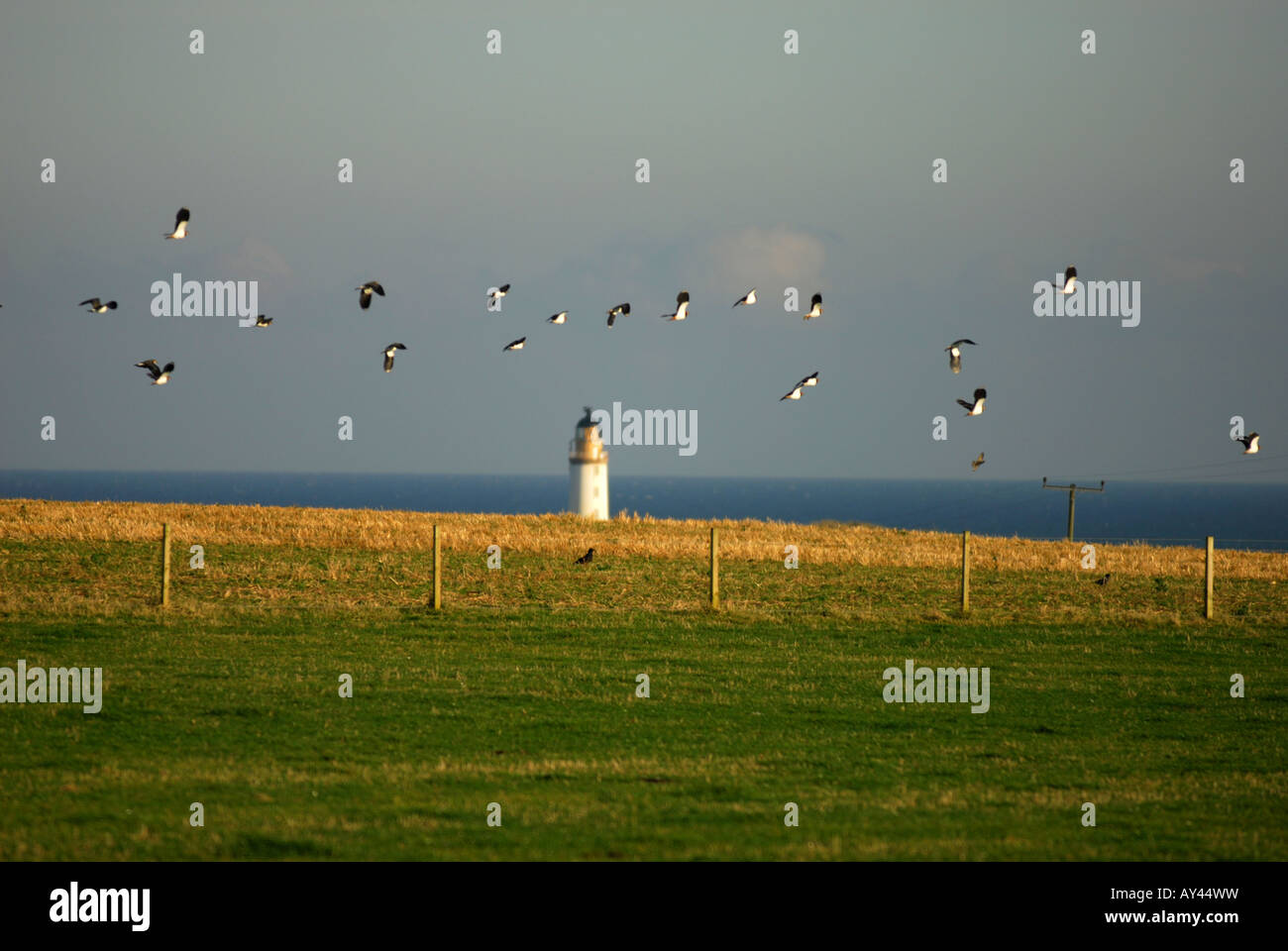 Birds circling around Rattray Head lighthouse Stock Photo - Alamy