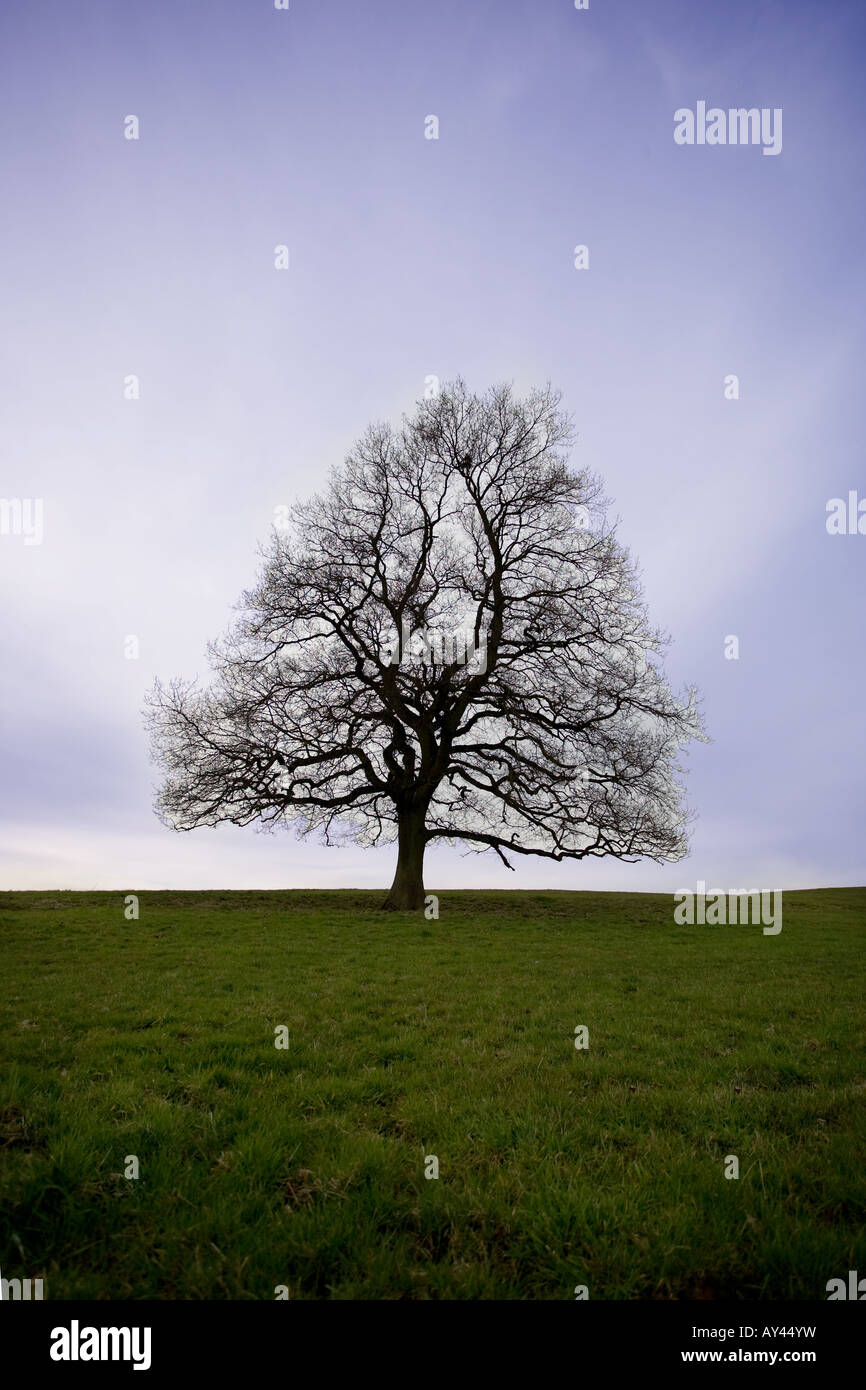 A tree on the grass Stock Photo - Alamy