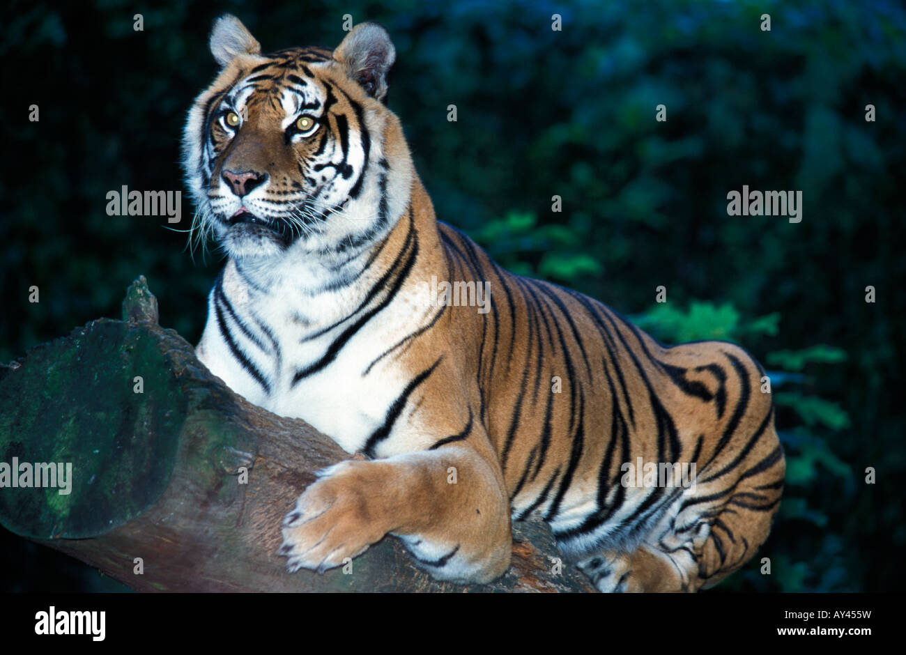 portrait tigre de siberie Siberian Tiger Panthera tigris altaica adult ...