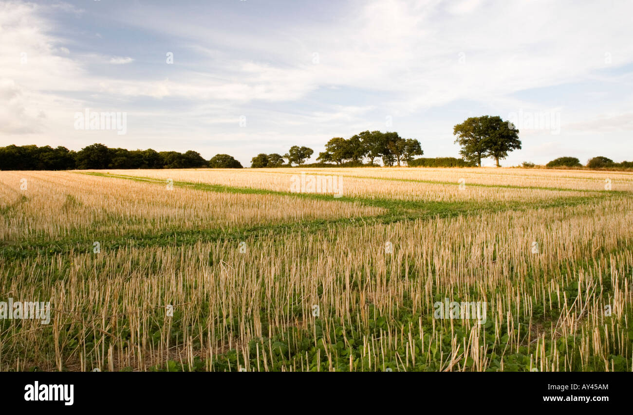 Field in Alresford, late summer Stock Photo - Alamy