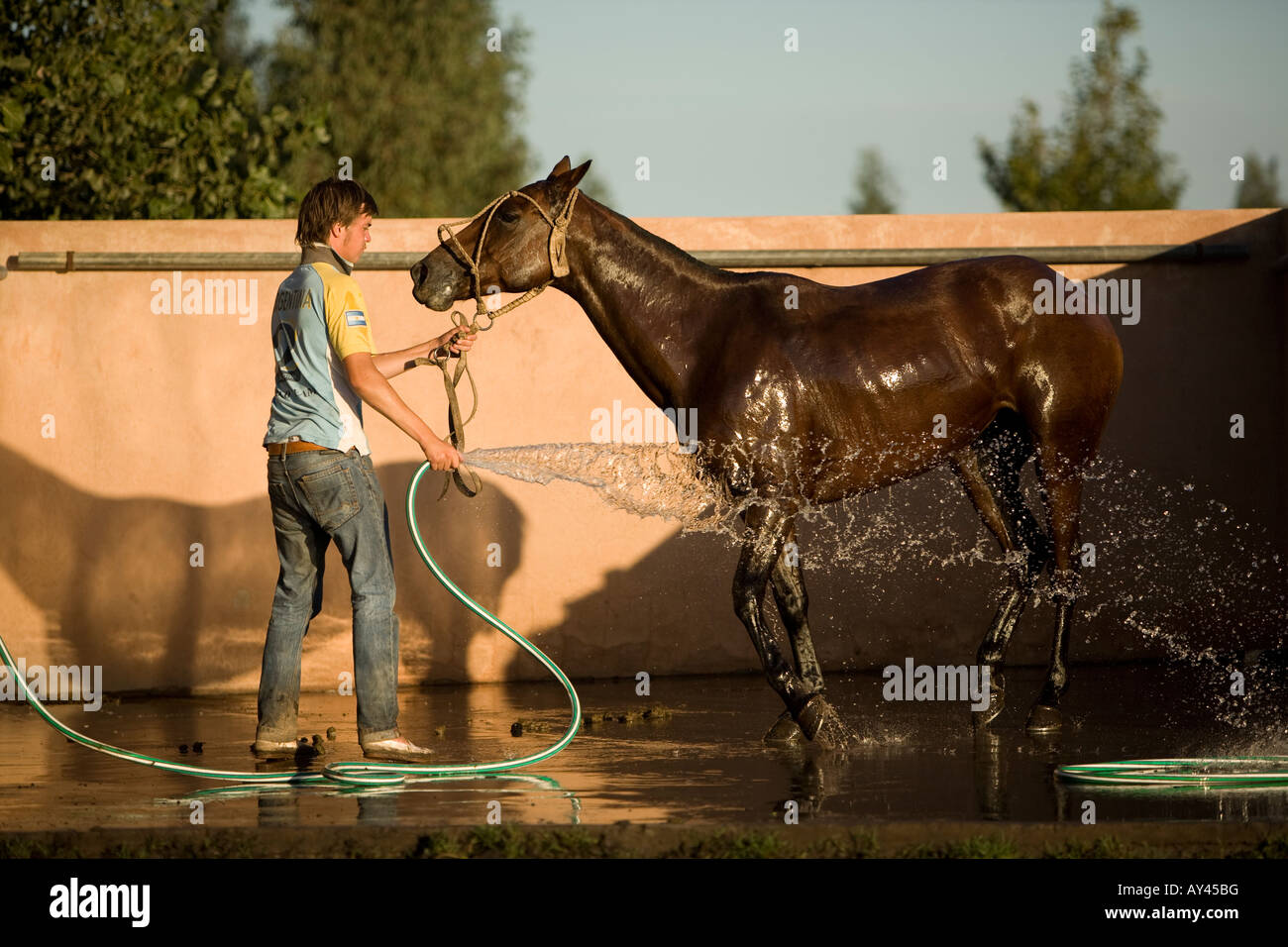 Washing down the ponies after polo Stock Photo - Alamy