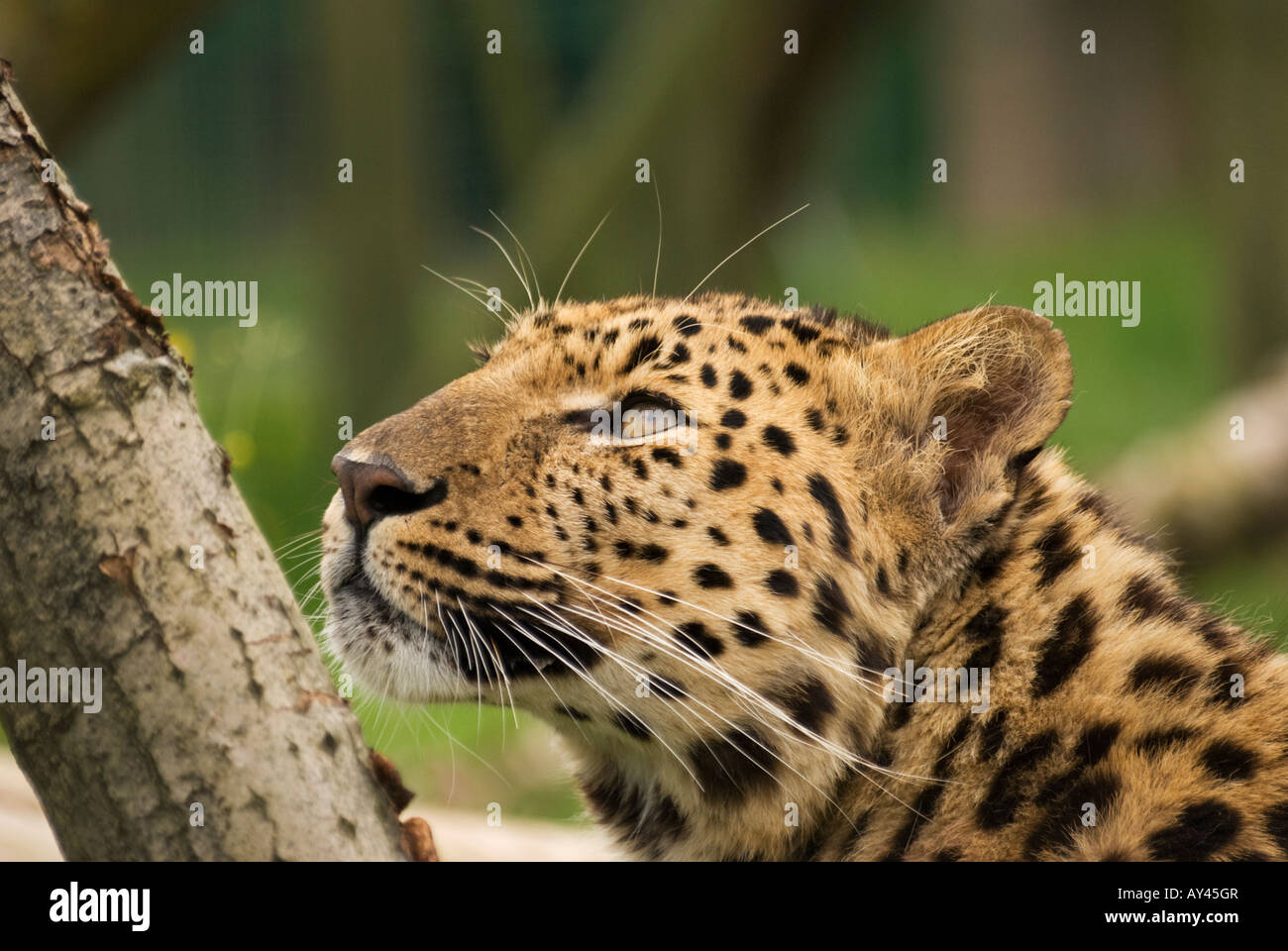 Male Amur Leopard resident at the Wildlife Heritage Foundation. One of ...