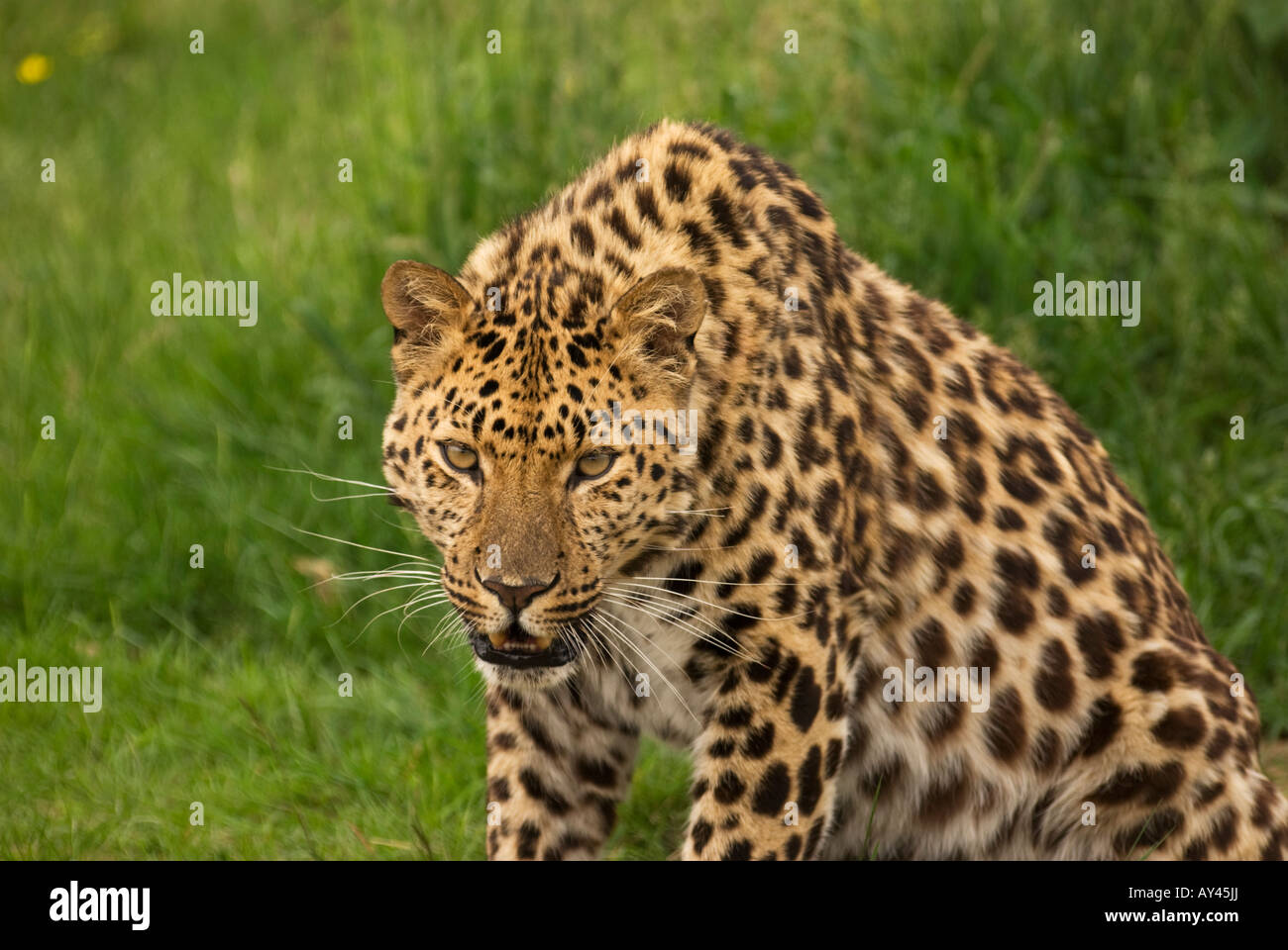 Male Amur Leopard resident at the Wildlife Heritage Foundation. One of ...