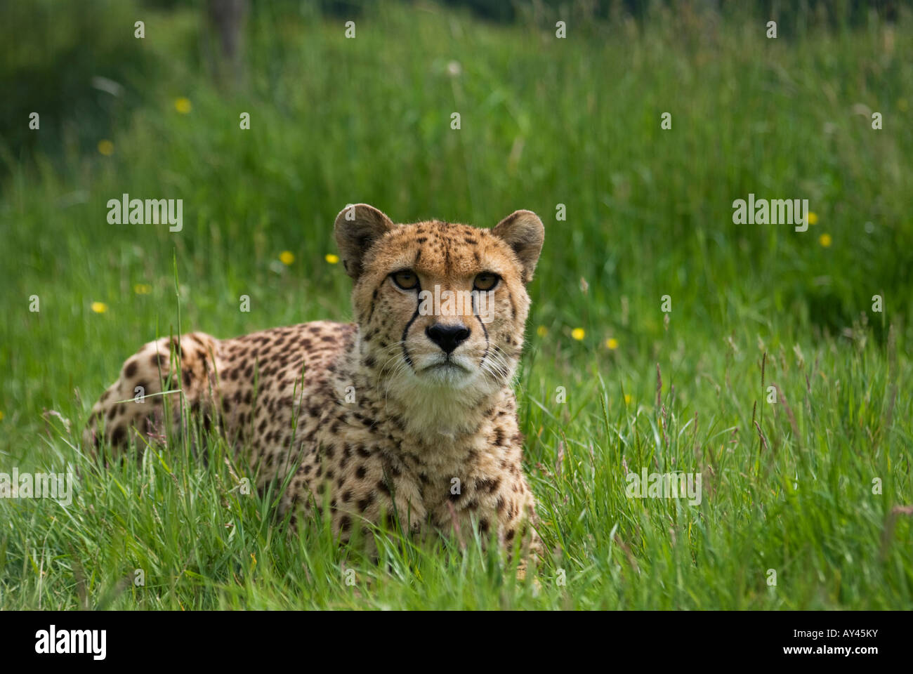 Captive Male Cheetah living at the Wildlife Heritage Foundation in Kent ...