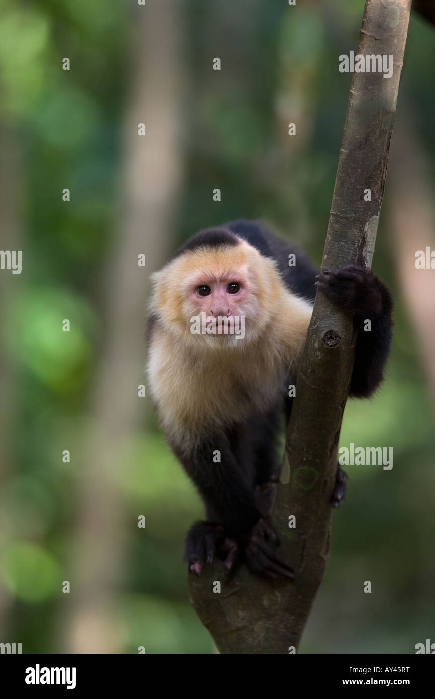 White throated Capuchin Cebus capucinus Stock Photo - Alamy