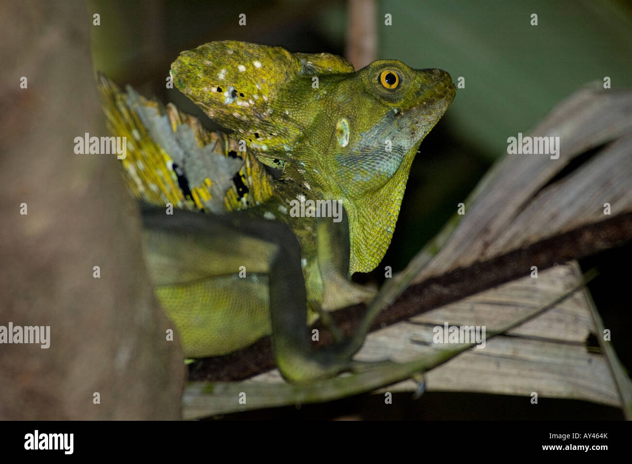 Basilisco hi-res stock photography and images - Alamy