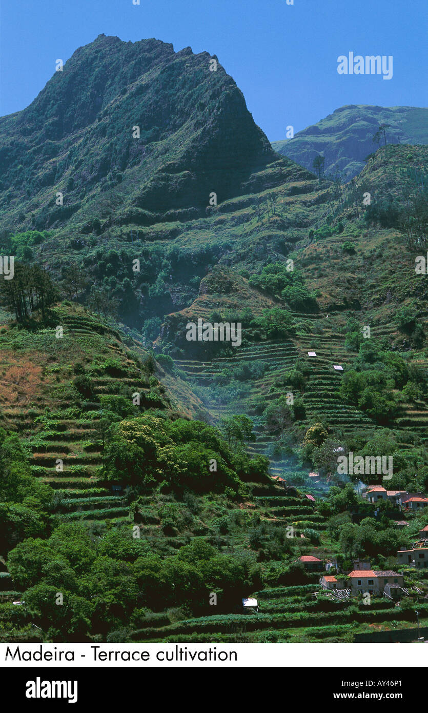 Madeira Terrace cultivation Stock Photo - Alamy