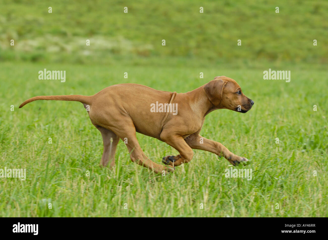 Rhodesian ridgeback face hi-res stock photography and images - Alamy