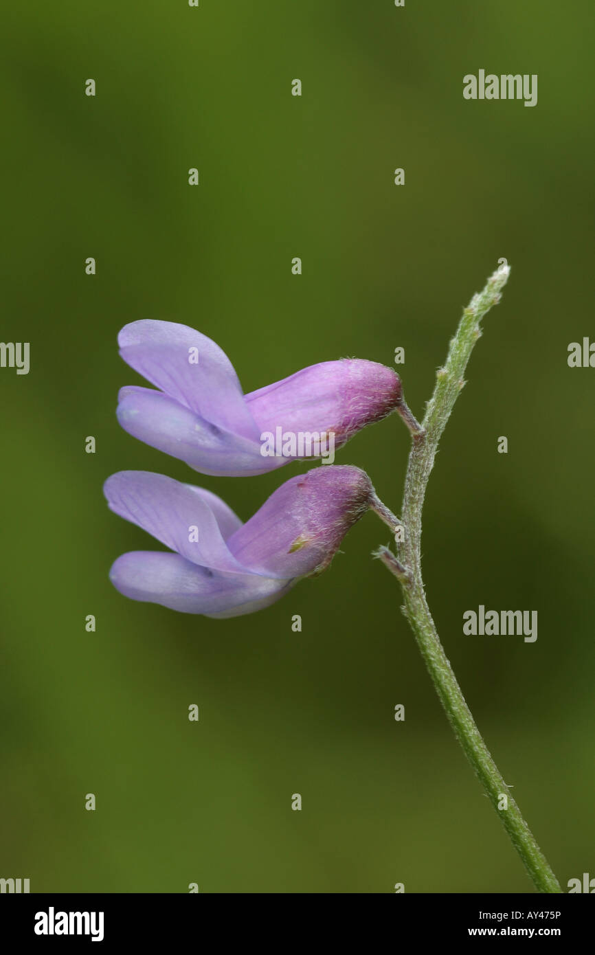 Bush vetch Vicia sepium flowers Stock Photo - Alamy