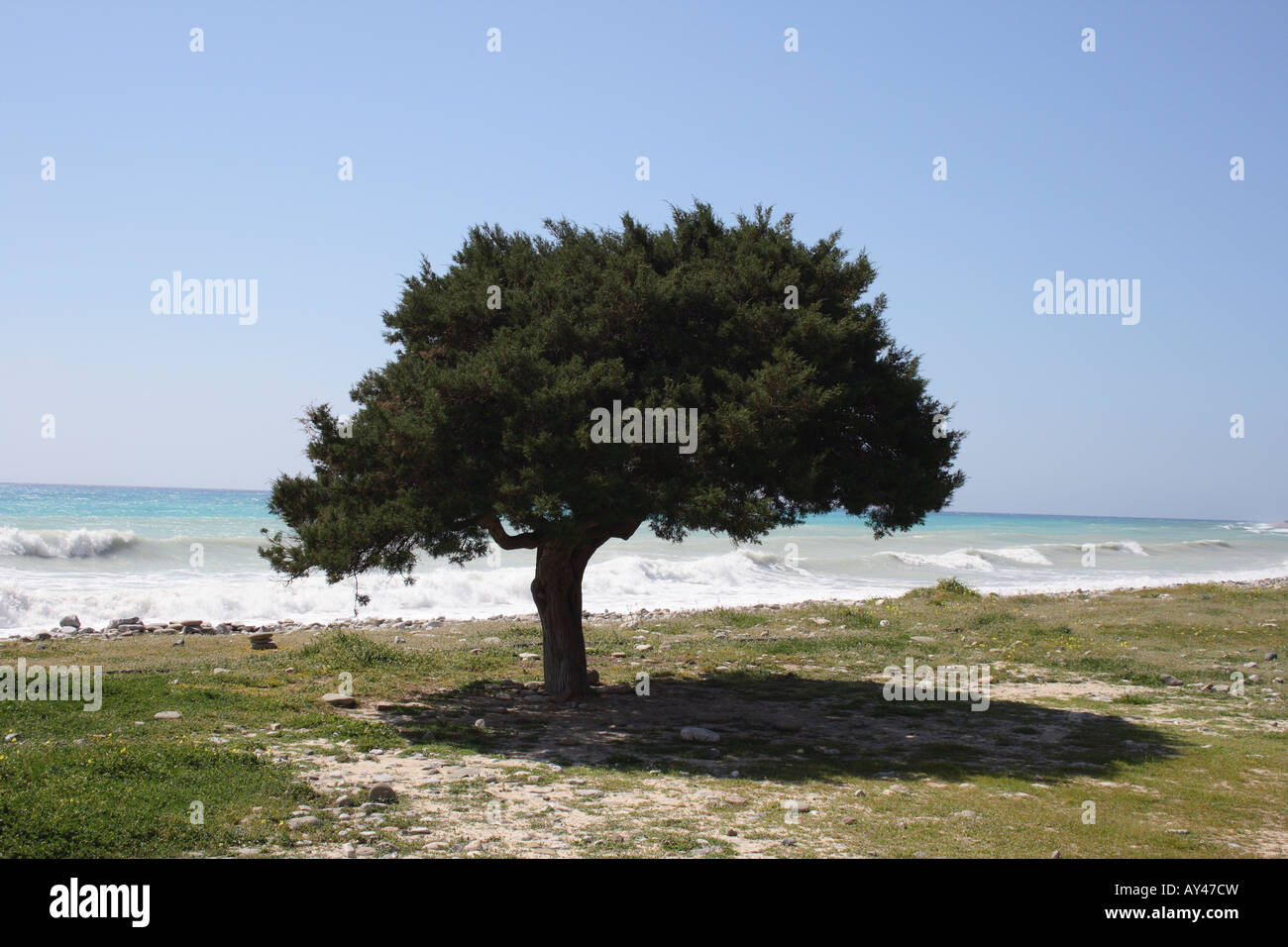 single yew tree at the coast of Crete near Ierapetra, Crete, Greece ...
