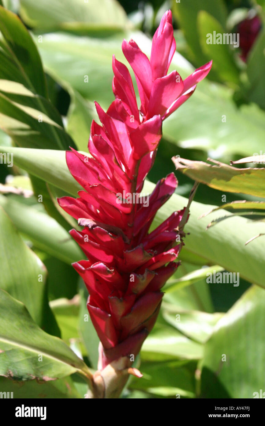 Growing Ginger Flower
