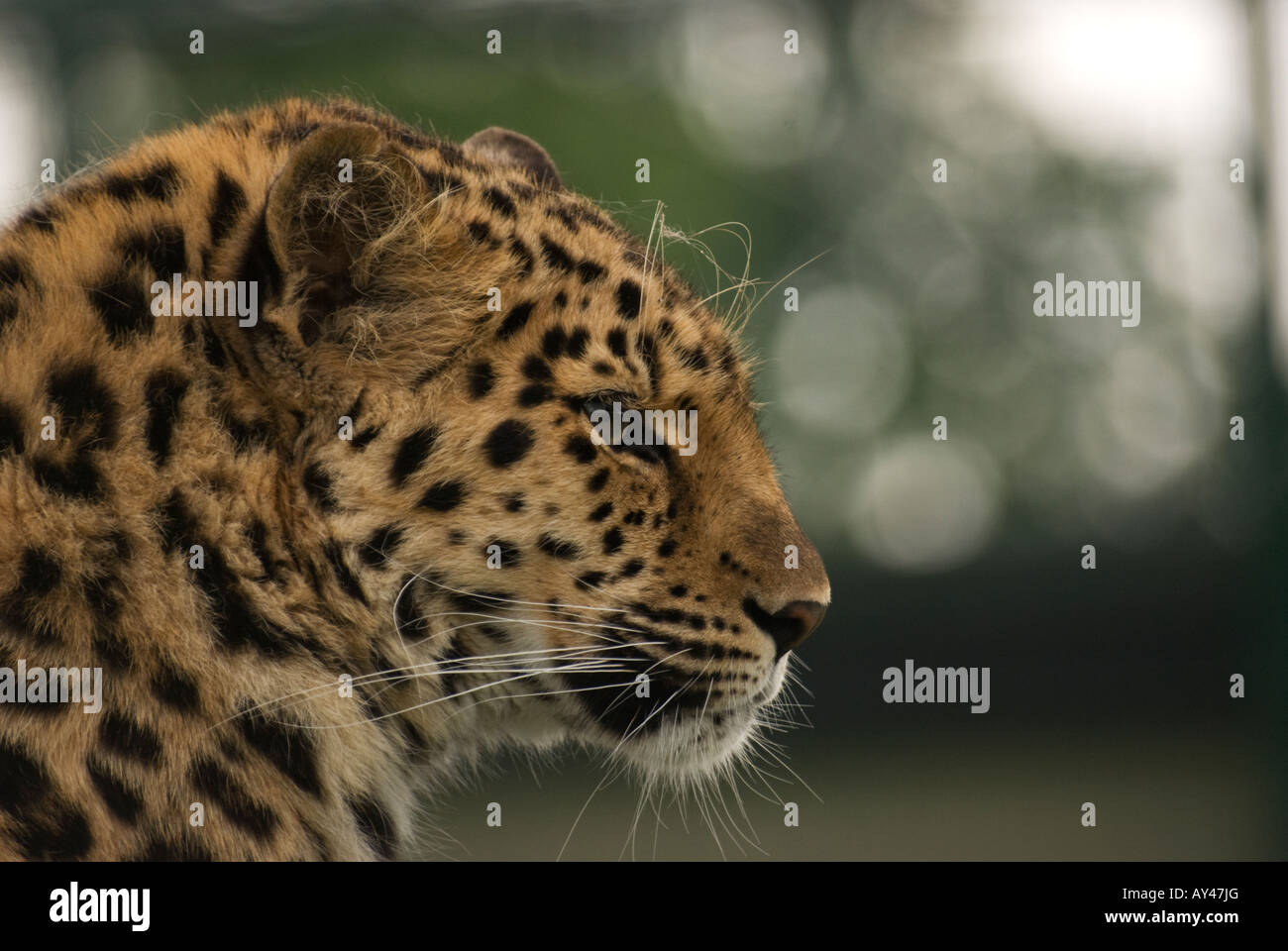 Female Amur Leopard resident at the Wildlife Heritage Foundation. One ...