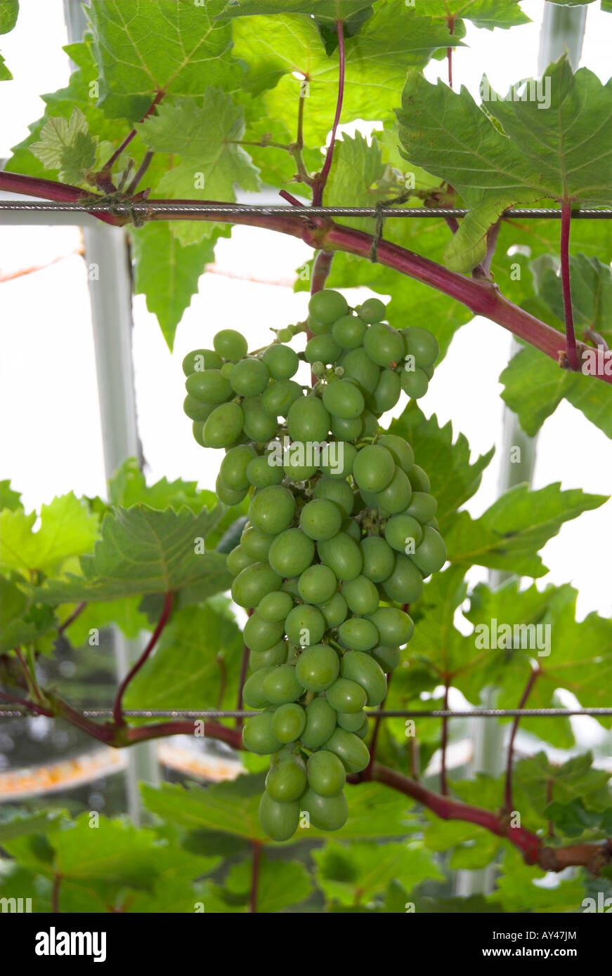 Growing grapes uk hi-res stock photography and images - Alamy