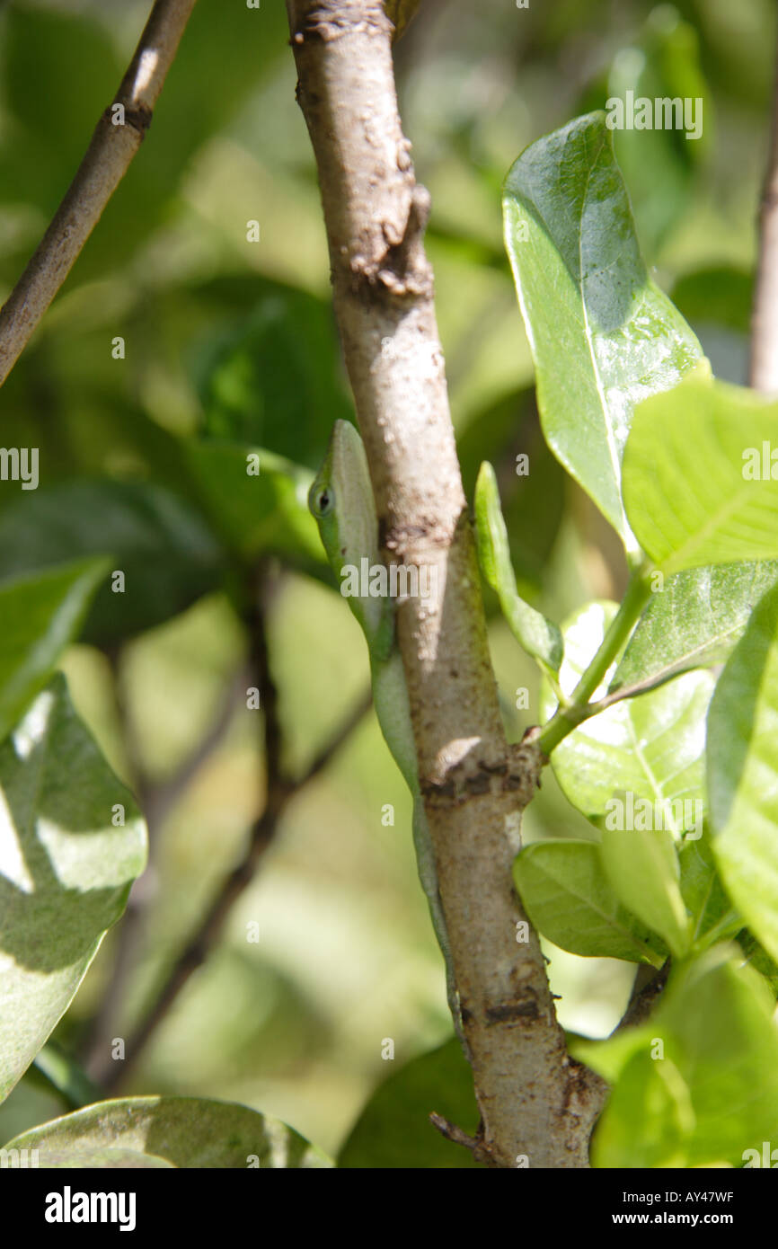 Pineapple lizard hi-res stock photography and images - Alamy