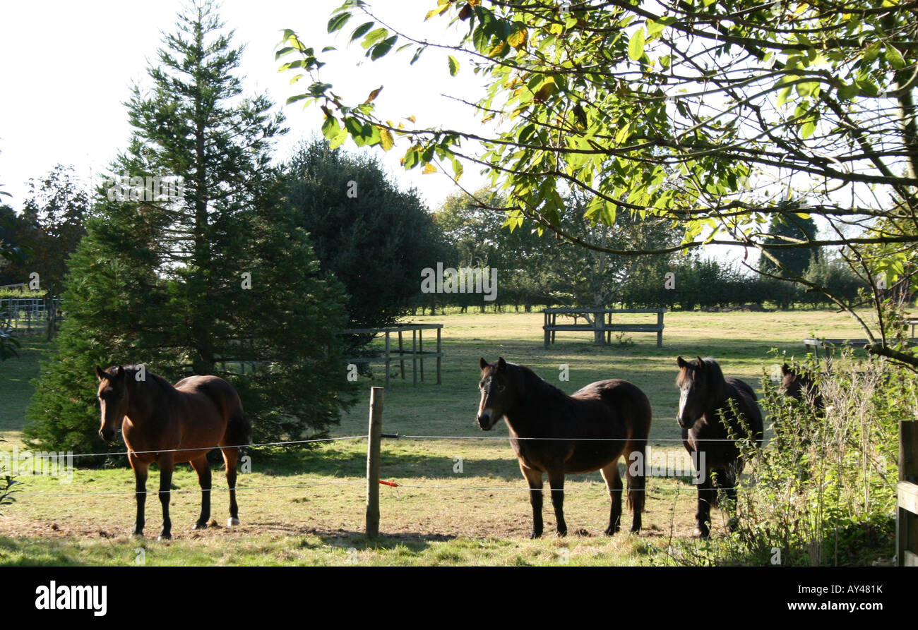 Ponies in a field, October, England, UK Stock Photo - Alamy