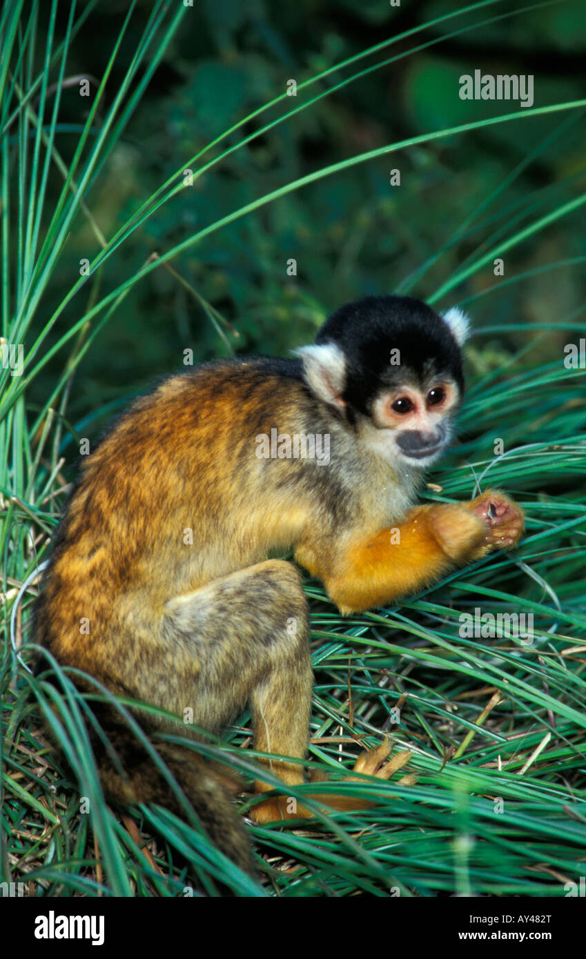 SQUIRREL MONKEY SAIMIRI SCIUREUS AMAZON RAINFOREST AMAZONAS BRAZIL ...