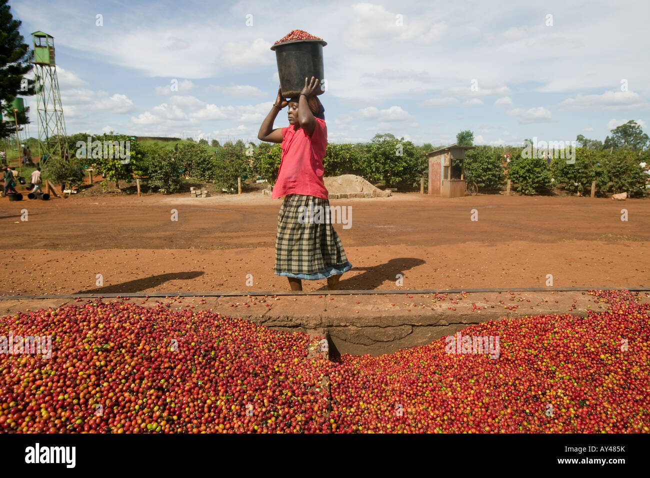 Africa Kenya Ruira Coffee pickers empty buckets of Arabica coffee beans ...