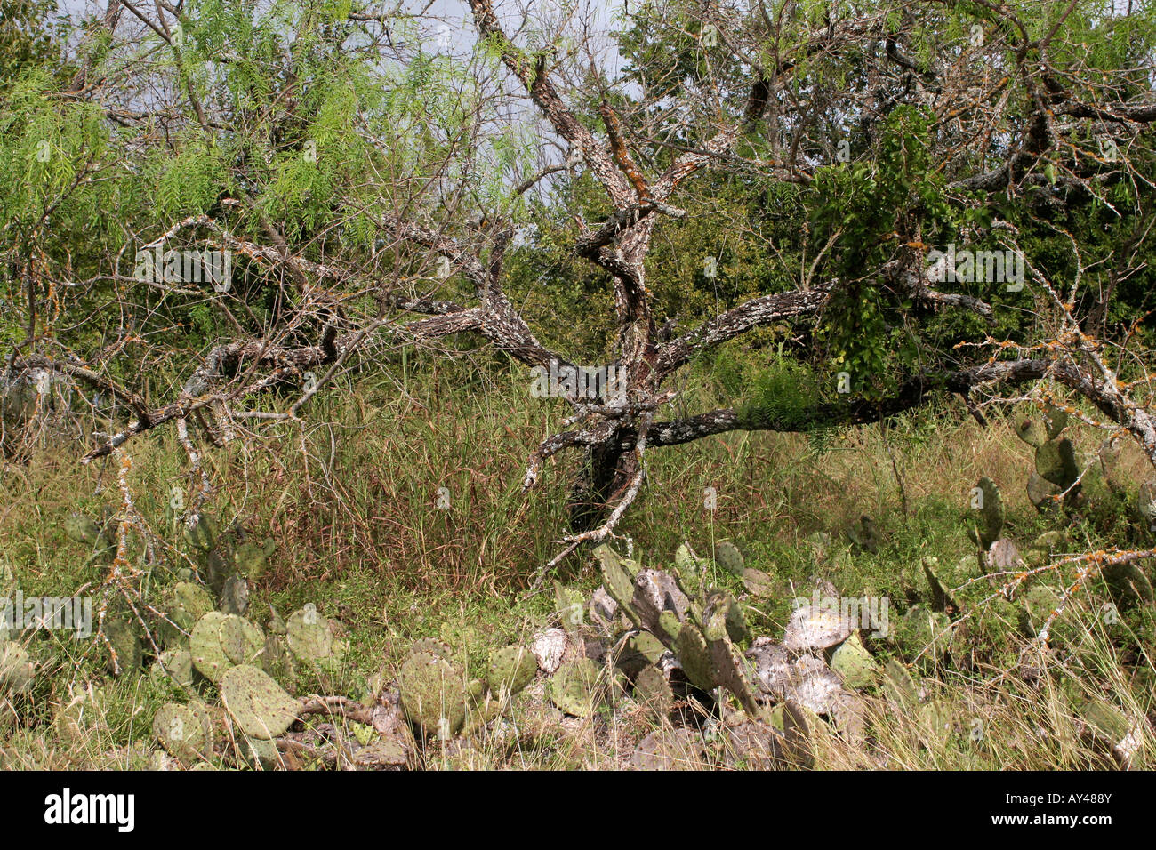 Mesquite tree and cactus typical Texas scene Stock Photo - Alamy