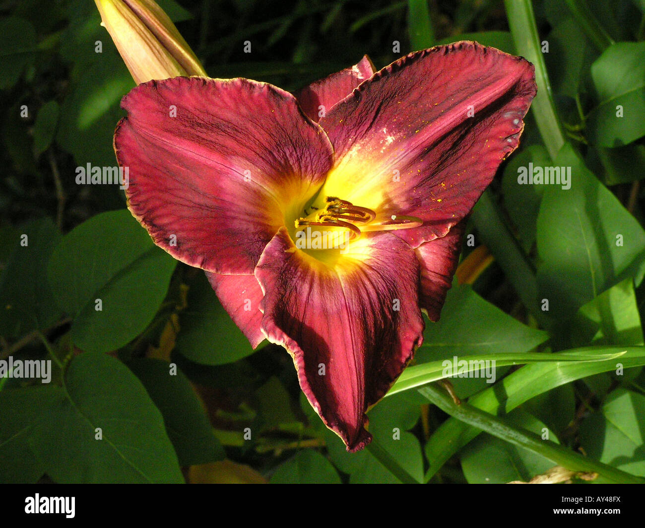 Tiger Lilly Leaf High Resolution Stock Photography and Images - Alamy
